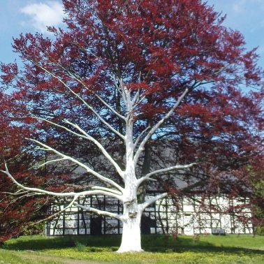 ARBO-FLEX 7 plus Stammschutzfarbe, inkl. 1 Schleifvlies, 5 kg