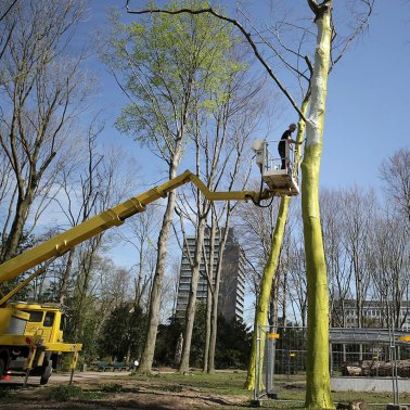 ARBO-FLEX 7 plus Stammschutzfarbe, inkl. 1 Schleifvlies, 5 kg